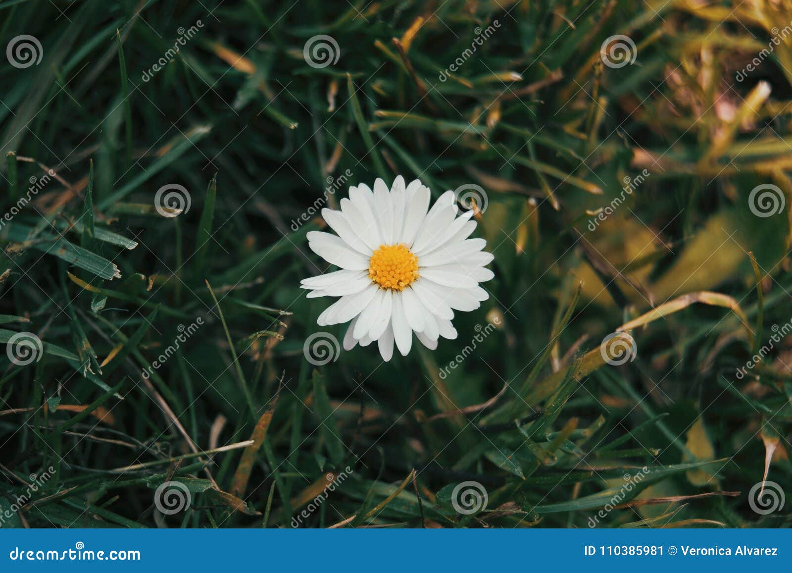 A Single Daisy Seen from Above Stock Image - Image of asteraceae, field ...