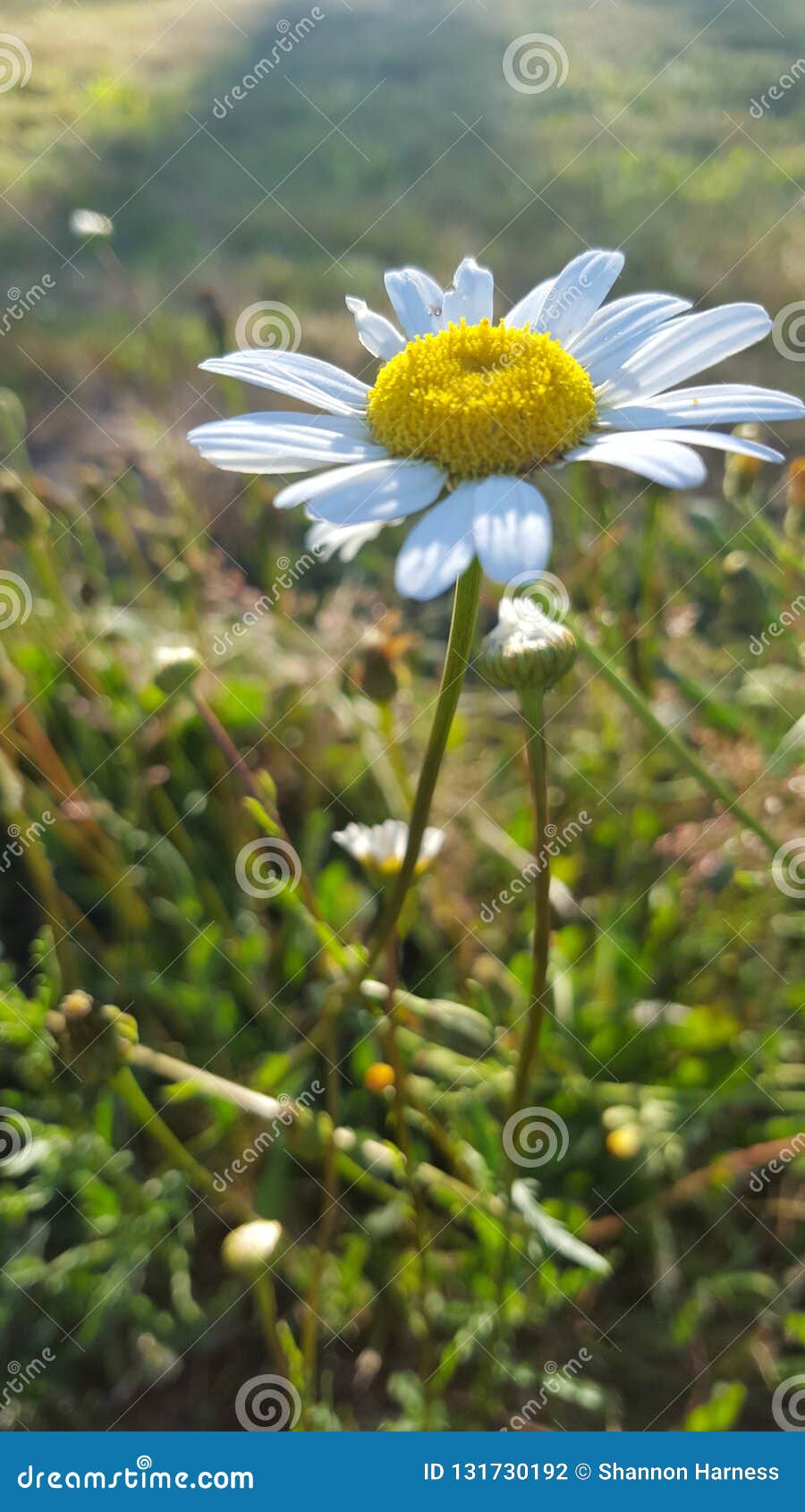 Single daisy stock photo. Image of sunset, daisy, single - 131730192