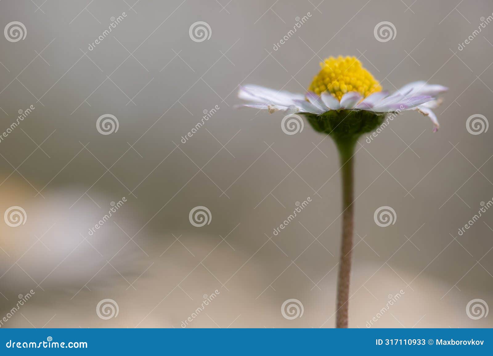 Single Daisy with Soft Blurred Background Stock Image - Image of colors ...