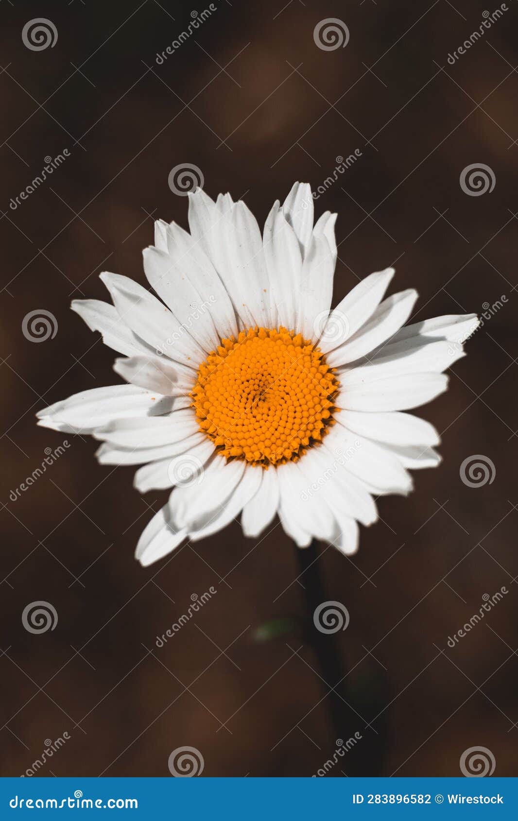 Single Daisy with a Yellow Center Rests on a Dark Background Creating a ...