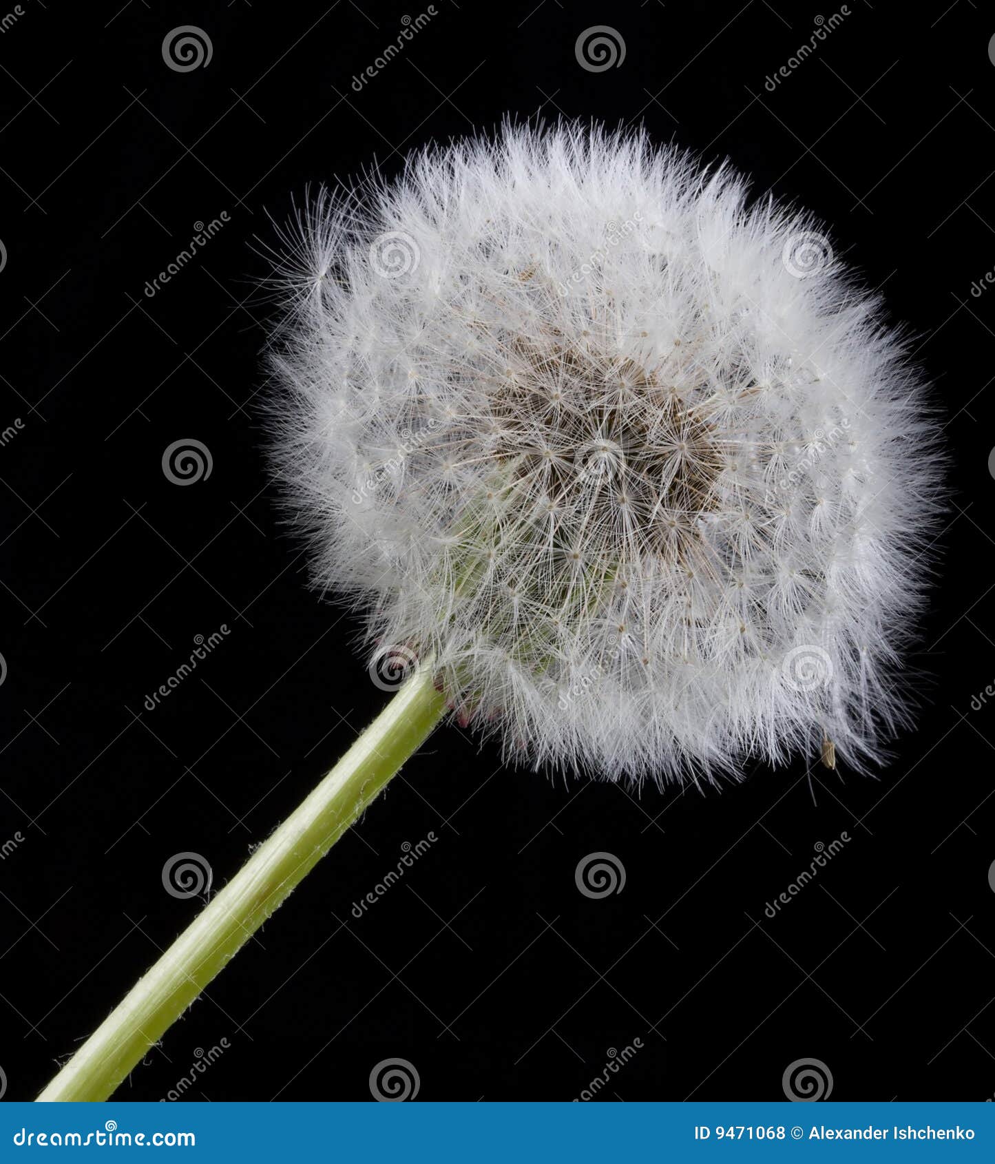 Single dandelion. stock photo. Image of macro, isolated - 9471068
