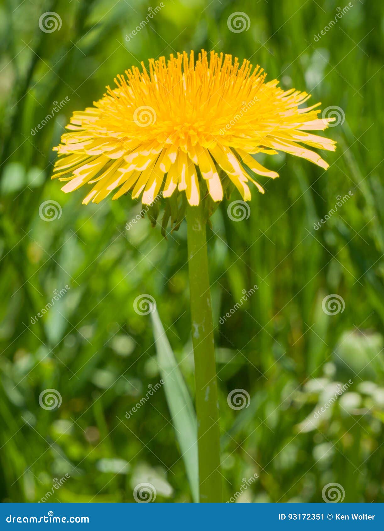 Single Dandelion Blossom Macro Close-up Vertical Stock Image - Image of ...