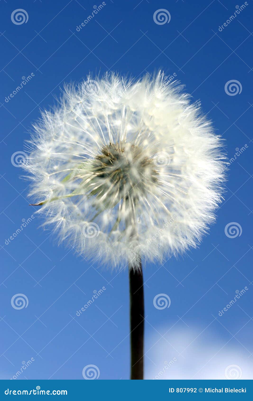 Single Dandelion on Blue Sky Stock Photo - Image of plants, blue: 807992