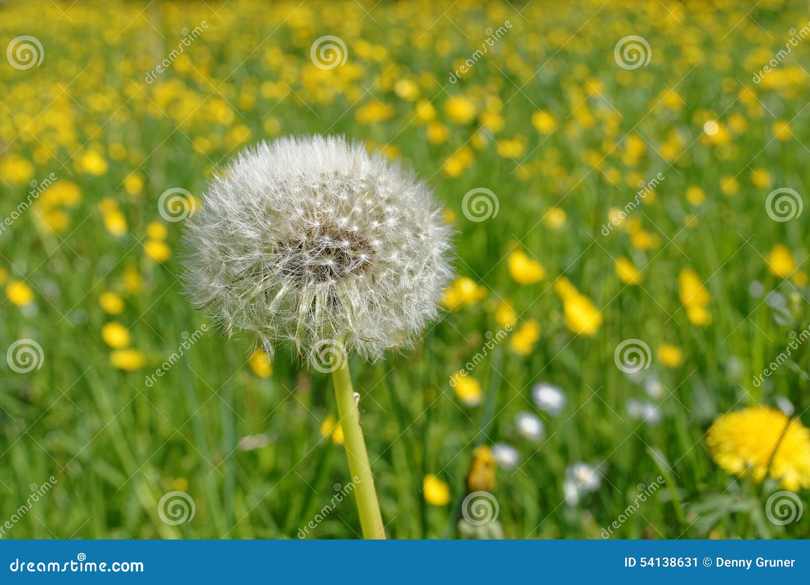 Single dandelion stock image. Image of stem, biology - 54138631