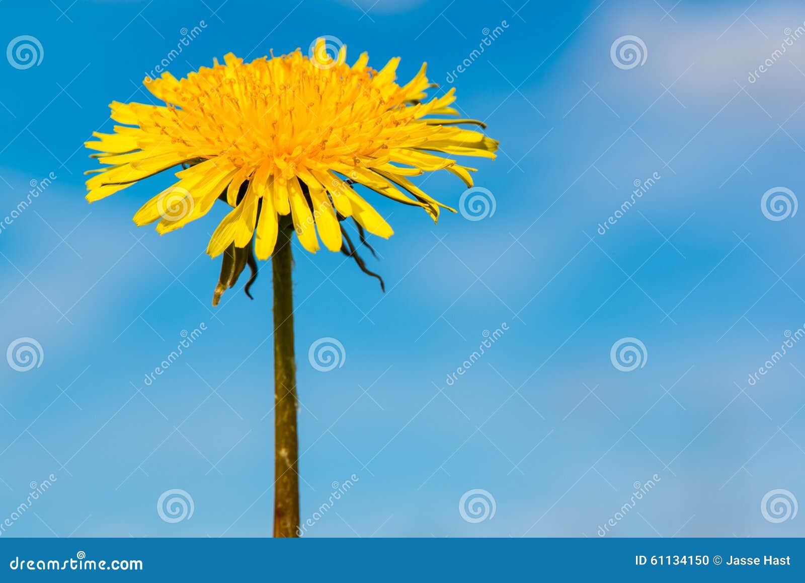 Single dandelion stock photo. Image of flora, sunny, spring - 61134150
