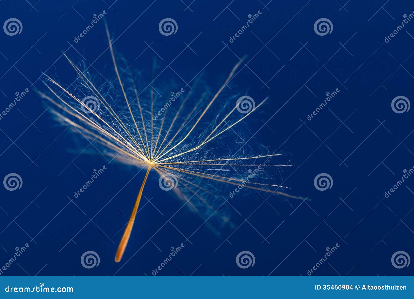 Single Dandelion Floating Against the Blue Sky Stock Photo - Image of ...