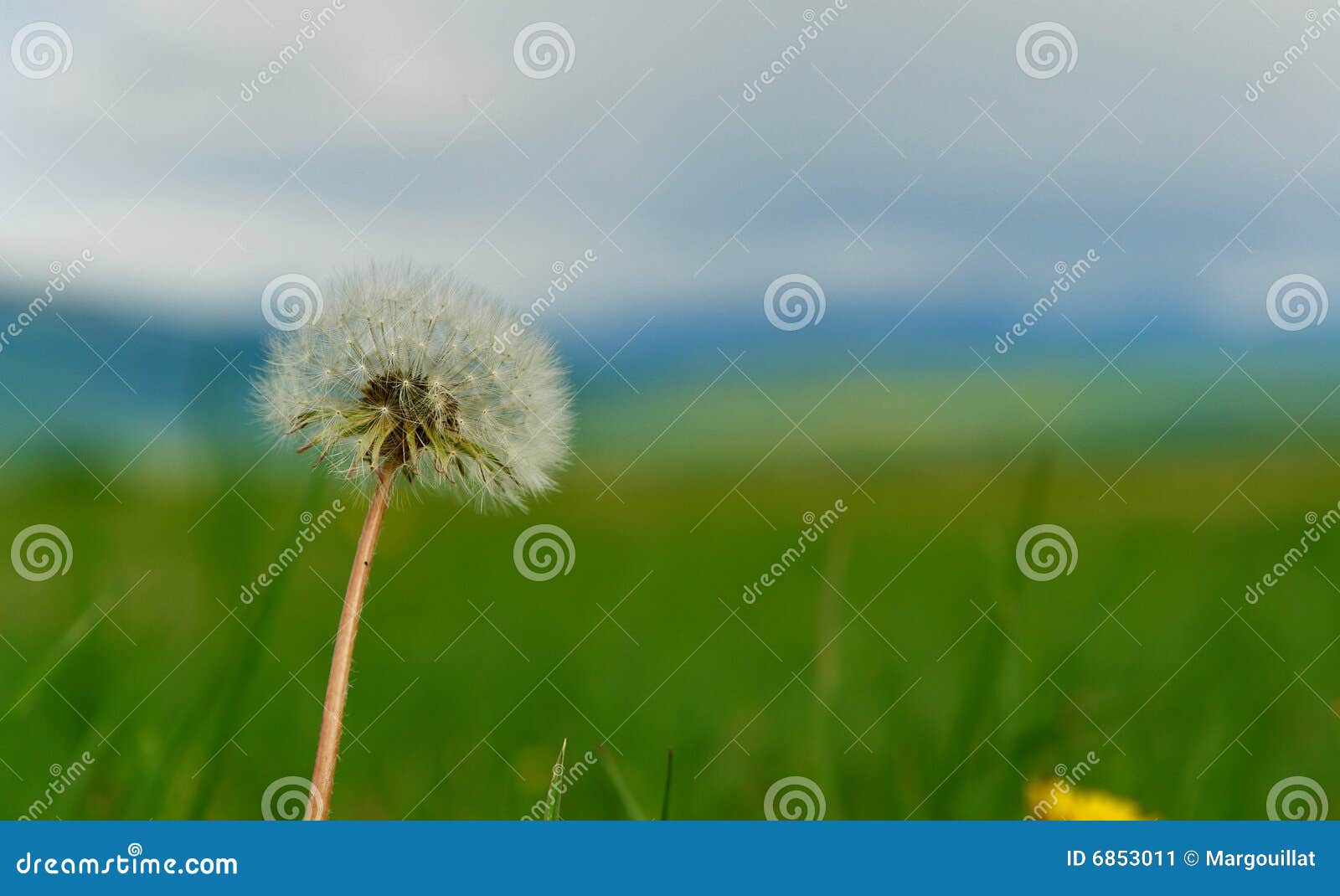 Single Dandelion flower stock image. Image of blurry, nature - 6853011