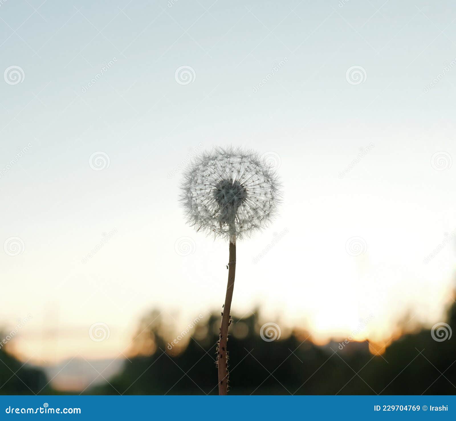 Single dandelion flower stock image. Image of blue, grass - 229704769