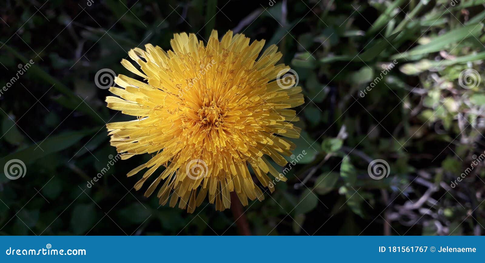 Single Dandelion Flower. Close-up Stock Image - Image of single, spring ...