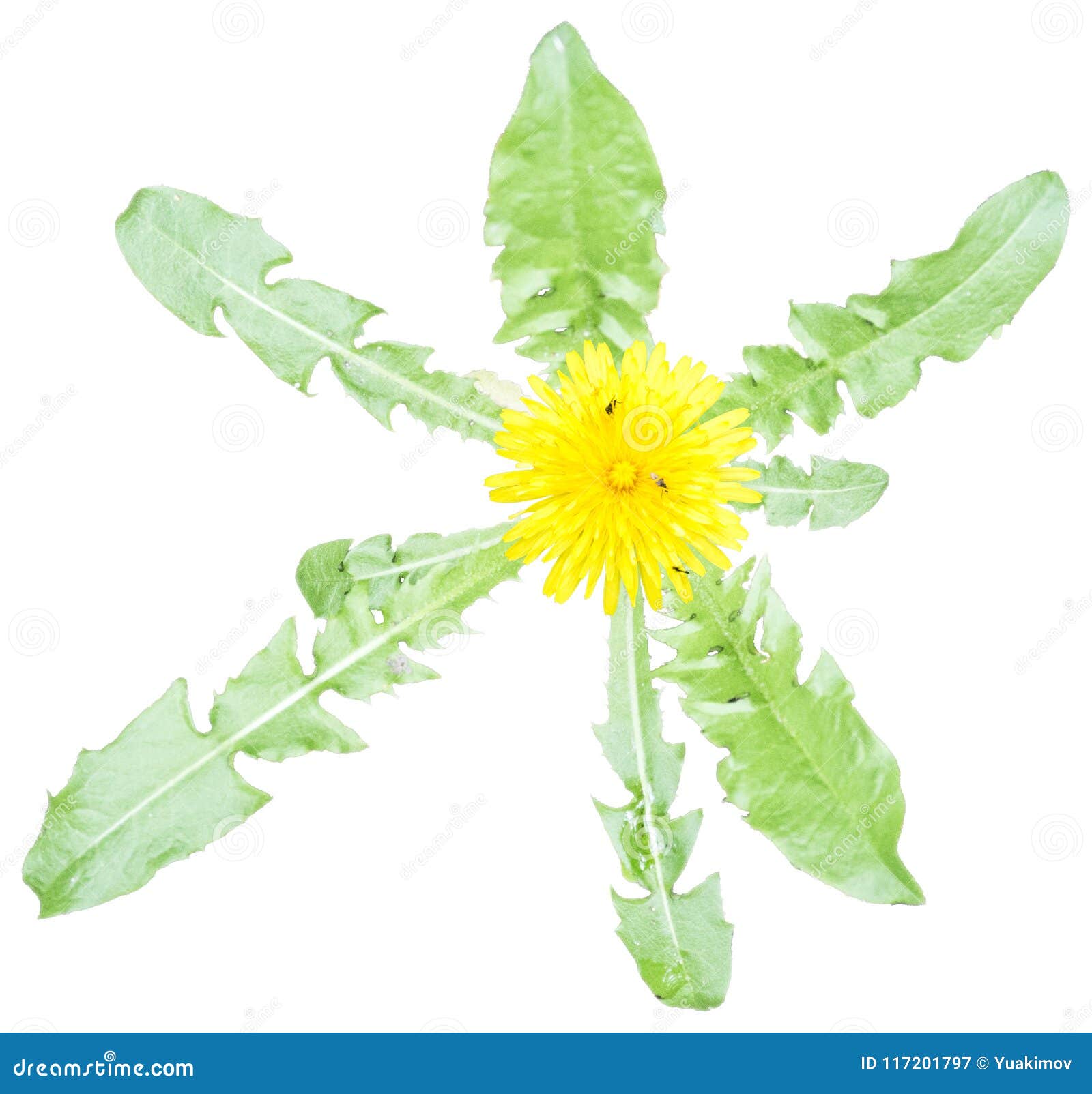 Single Dandelion Flower with Leaves and Insects Top View Isolate Stock ...