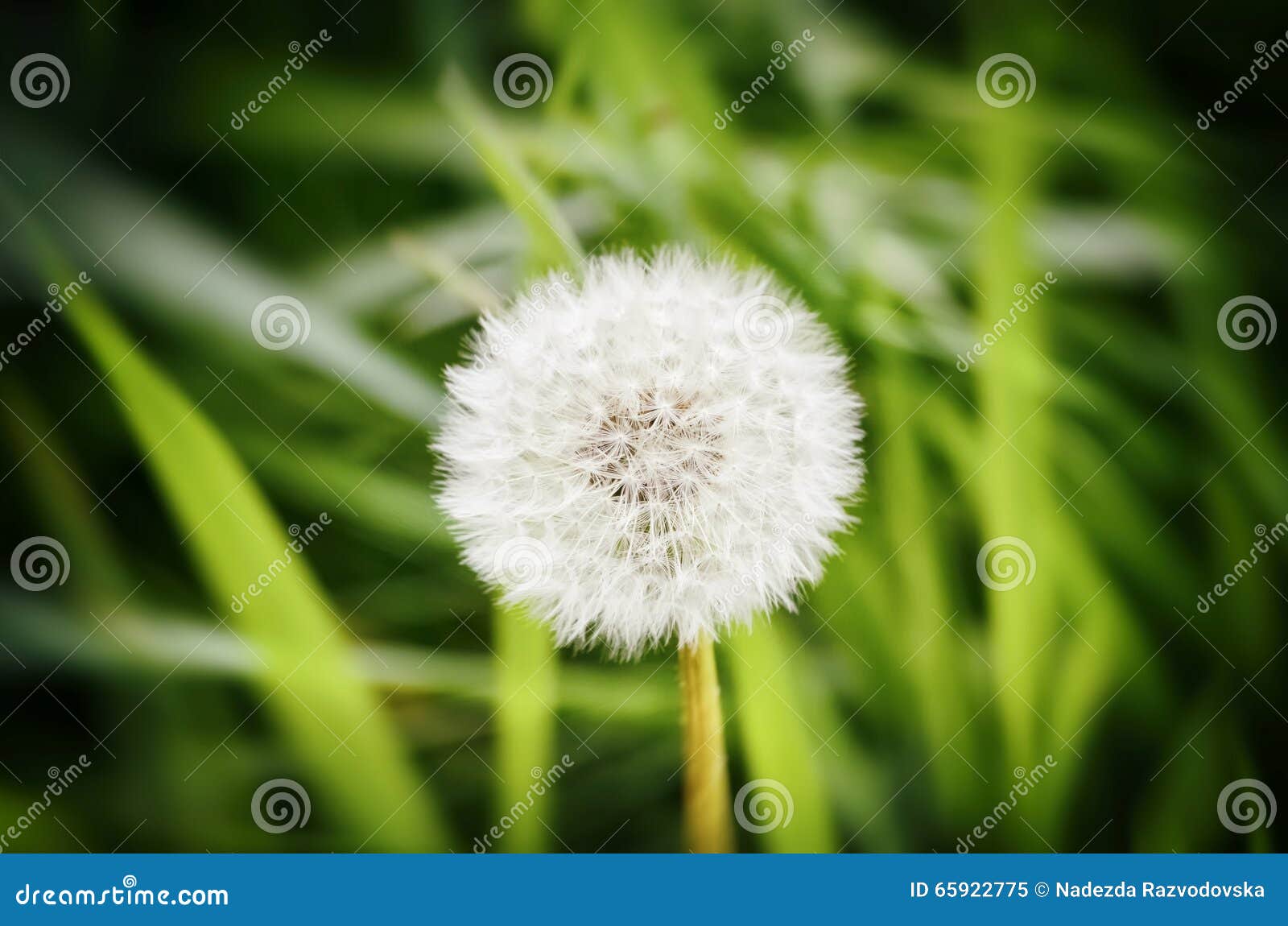 Single Dandelion Flower stock image. Image of nature - 65922775