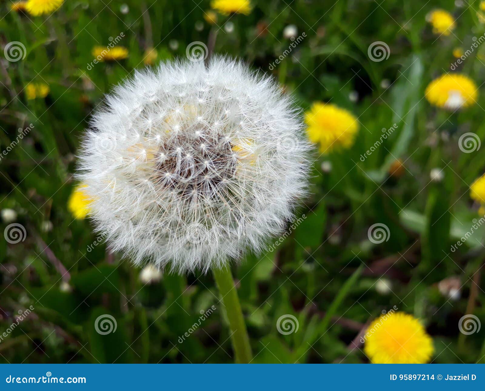 Single Dandelion Fluffy Seed Head Stock Photo - Image of green, seeds ...