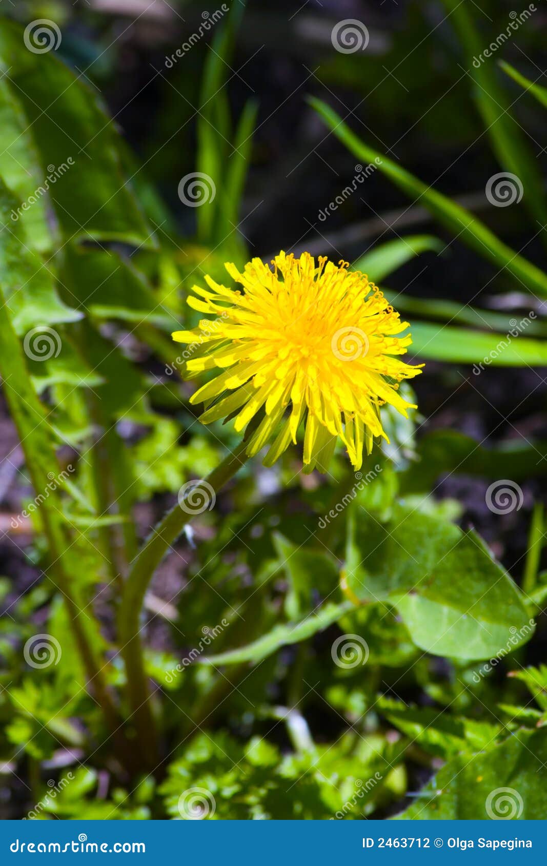 Single dandelion in grass stock photo. Image of beauty - 2463712