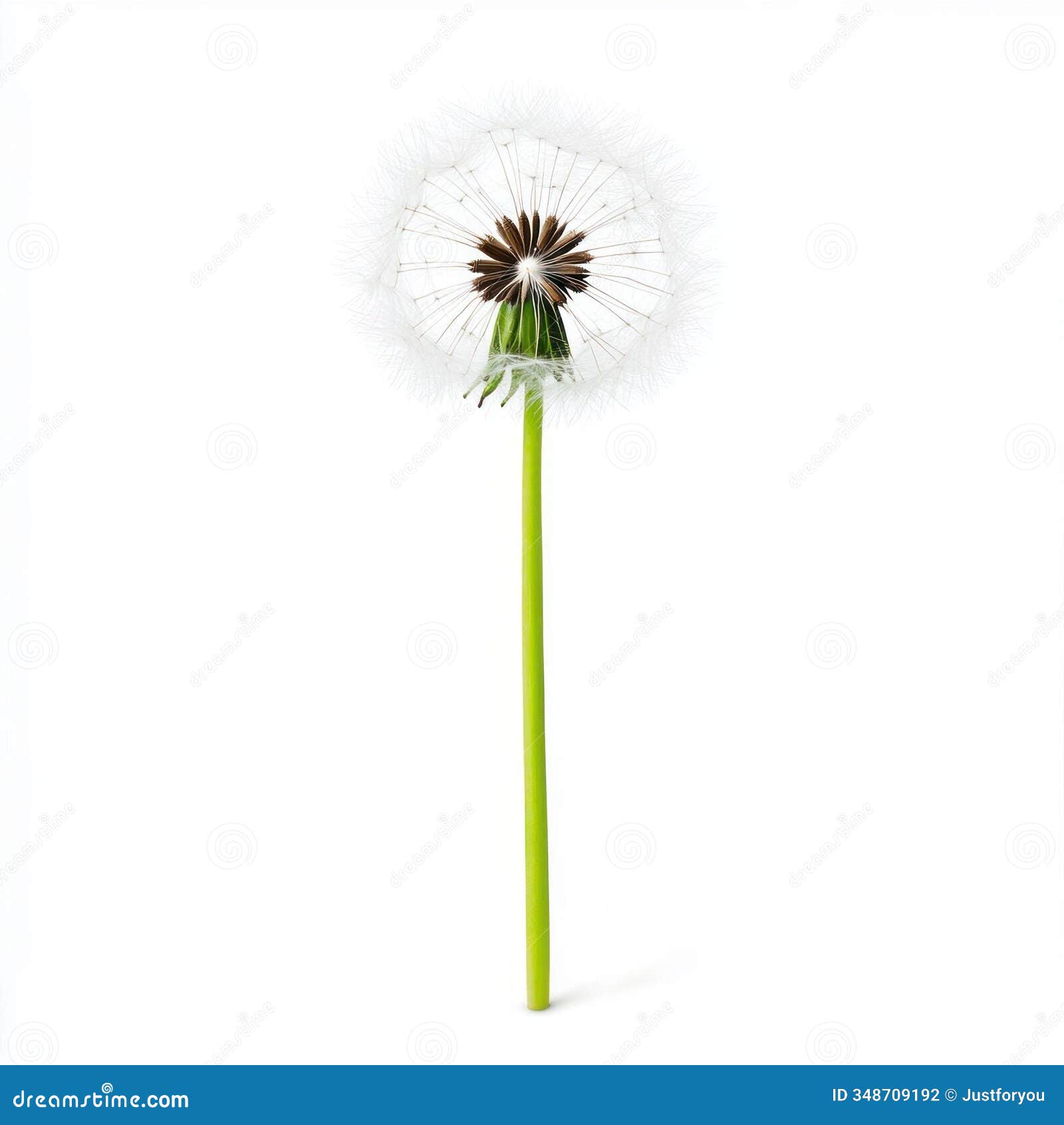 Single Dandelion with Green Stem Isolated on White Background Stock ...
