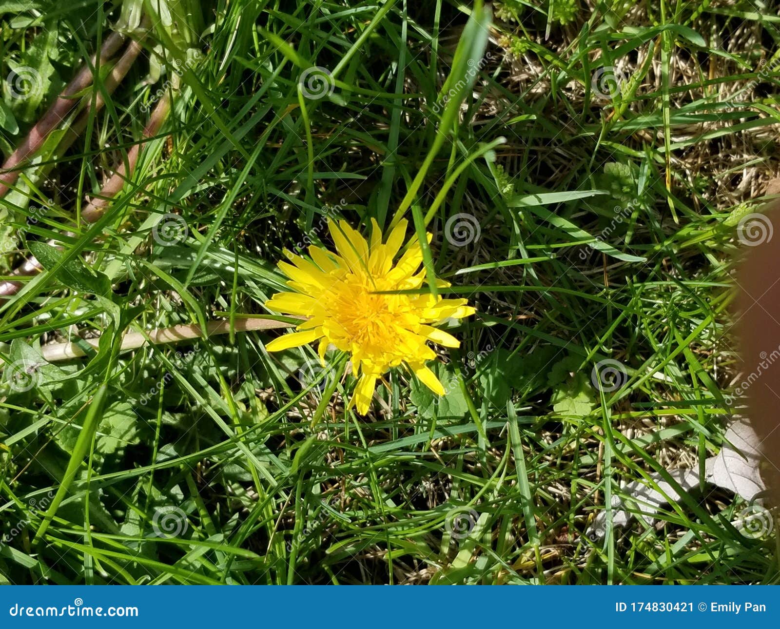 A Single Dandelion Growing on the Ground Stock Image - Image of single ...