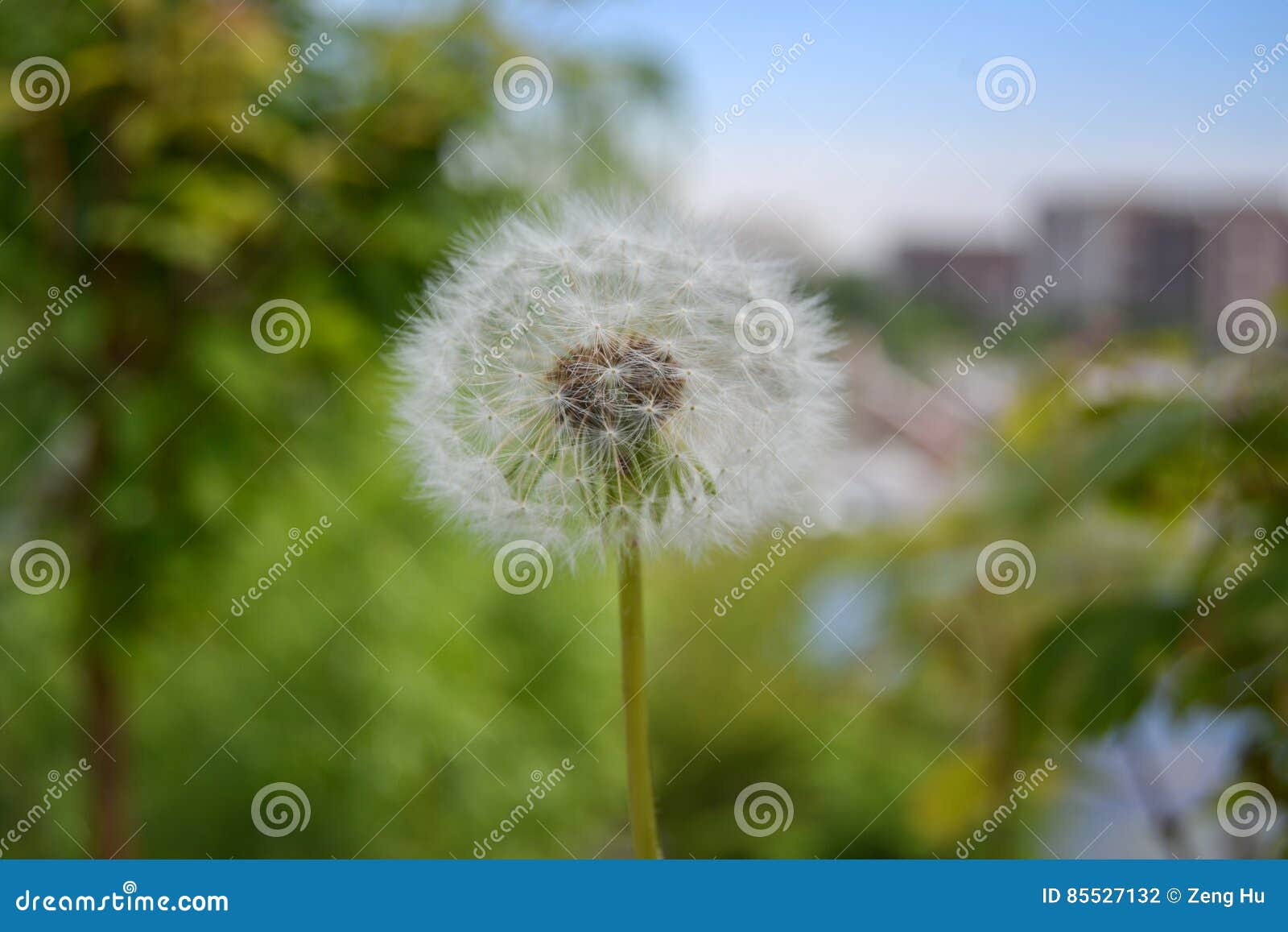 Single dandelion stock photo. Image of delicate, plant - 85527132