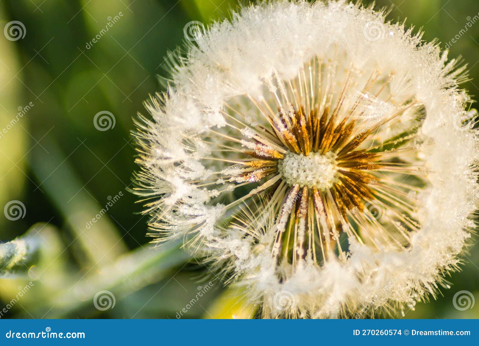 A Single Dandelion is Photographed in this Image, Stock Photo - Image ...