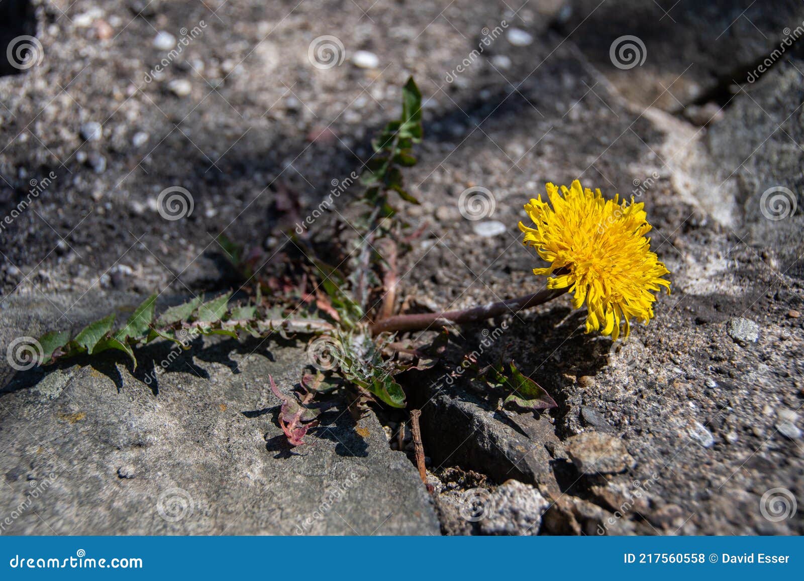 Single Dandelion Plant Grows in a Stone Wall Stock Photo - Image of ...