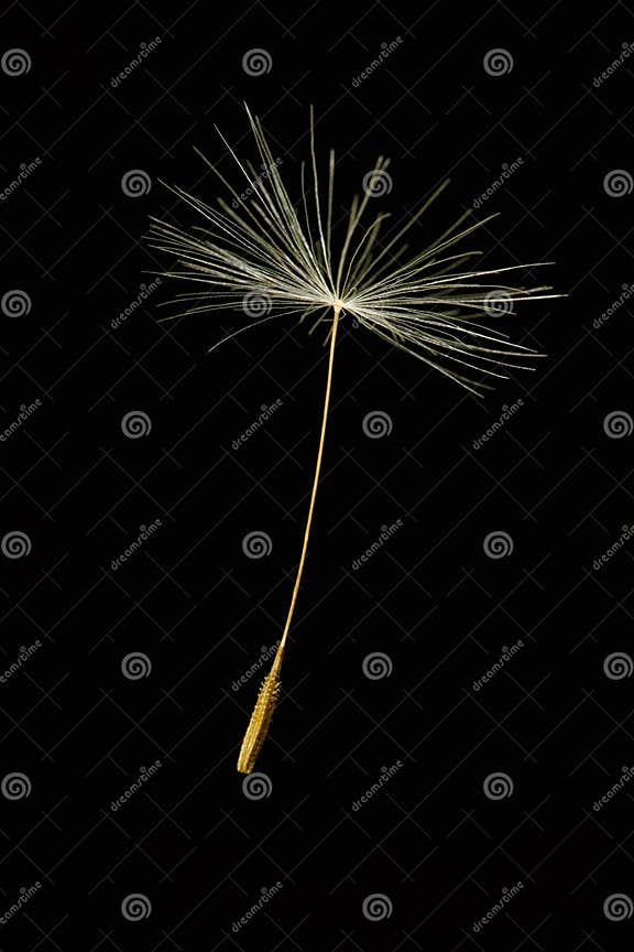 Single dandelion seed stock photo. Image of dandelion - 25242838