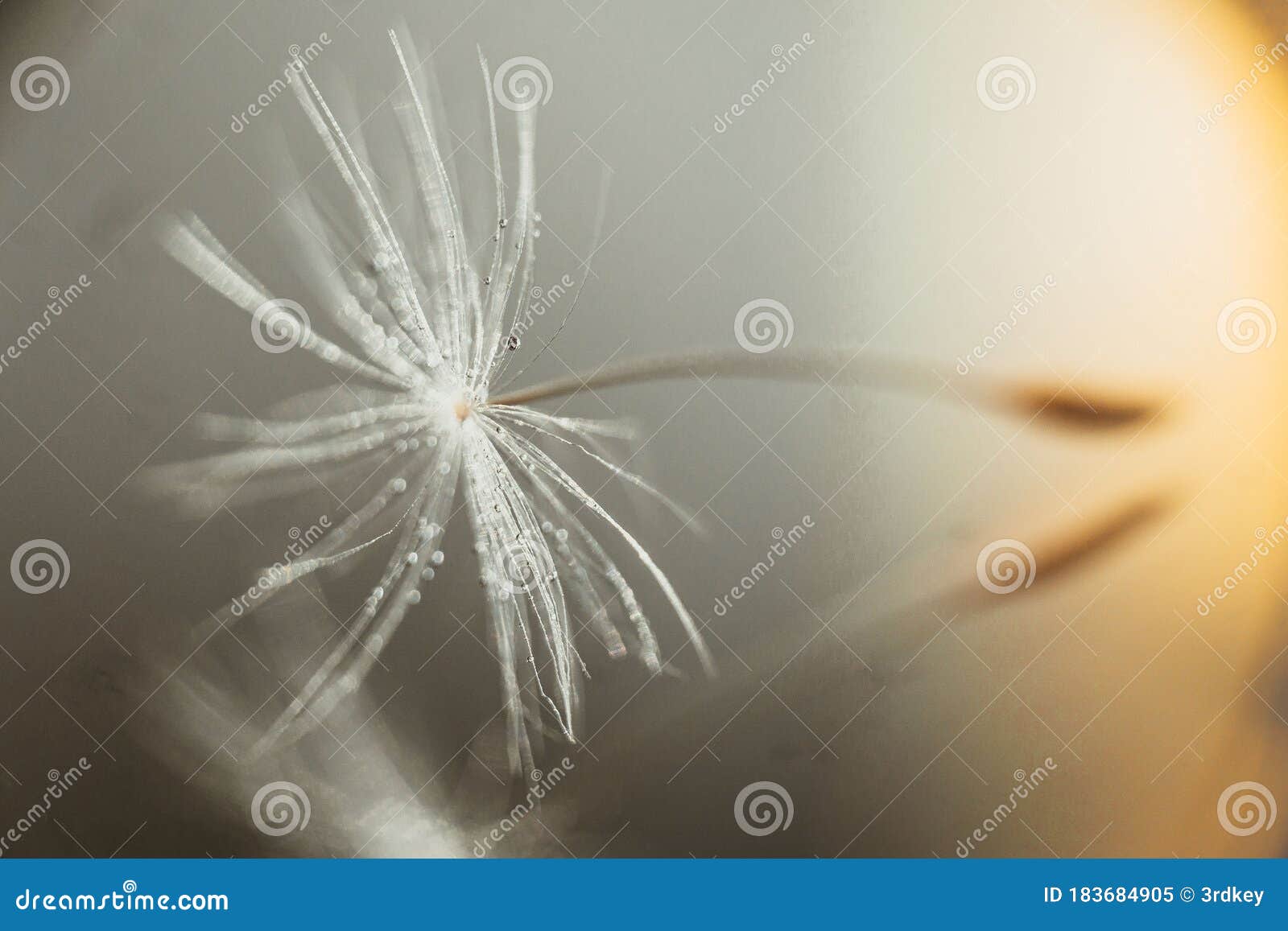 Single Dandelion Seed with Droplets on a Mirror with Sun Flare Stock ...