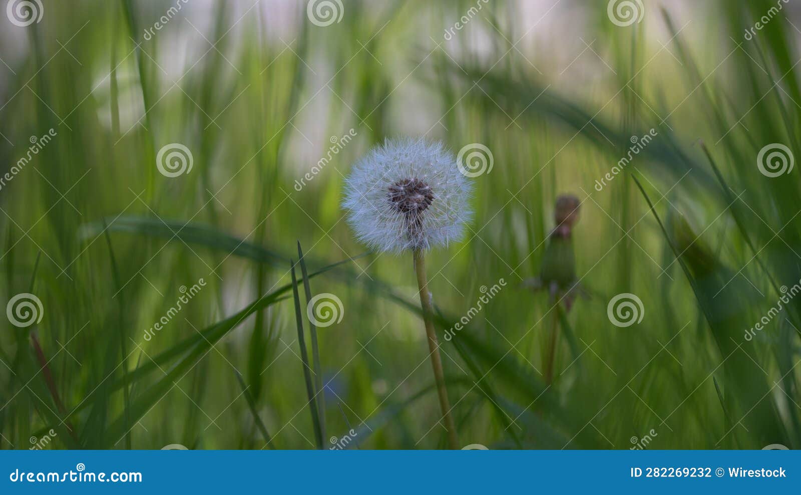 Single Dandelion Stands Amongst a Lush, Green Field of Grass. Stock ...