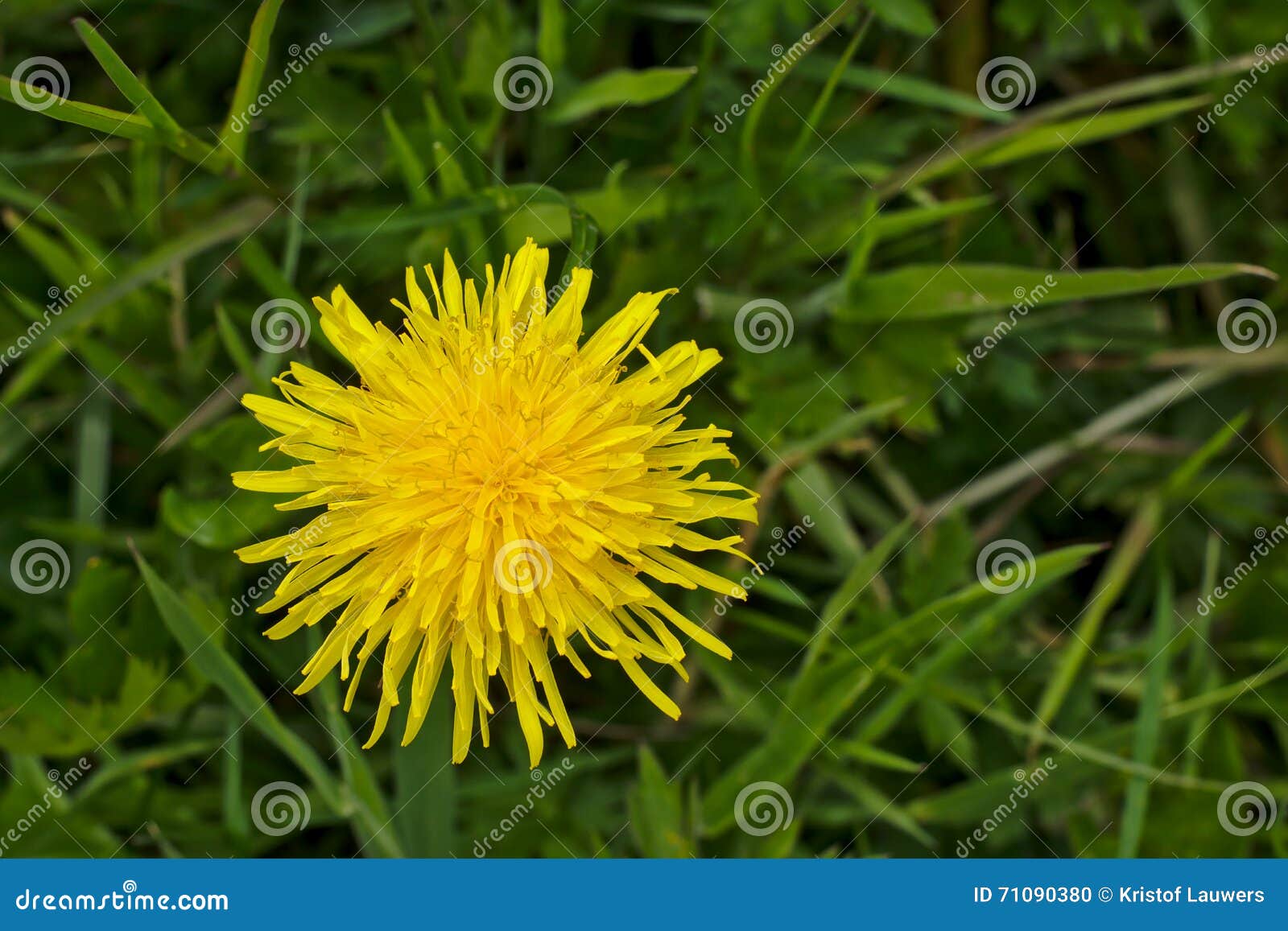 Single Dandelion (Taraxacum Officinale) Stock Photo - Image of organic ...