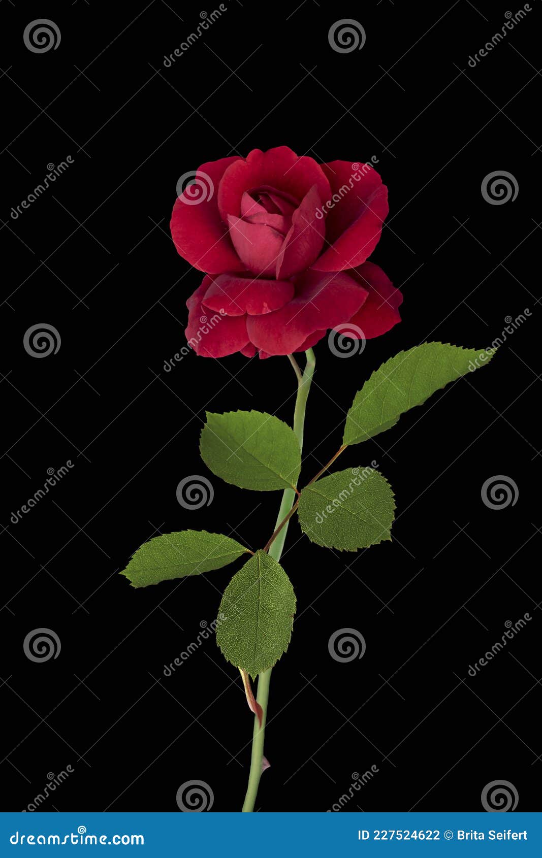 Single Dark Red Rose Isolated on a Black Background Stock Photo - Image ...