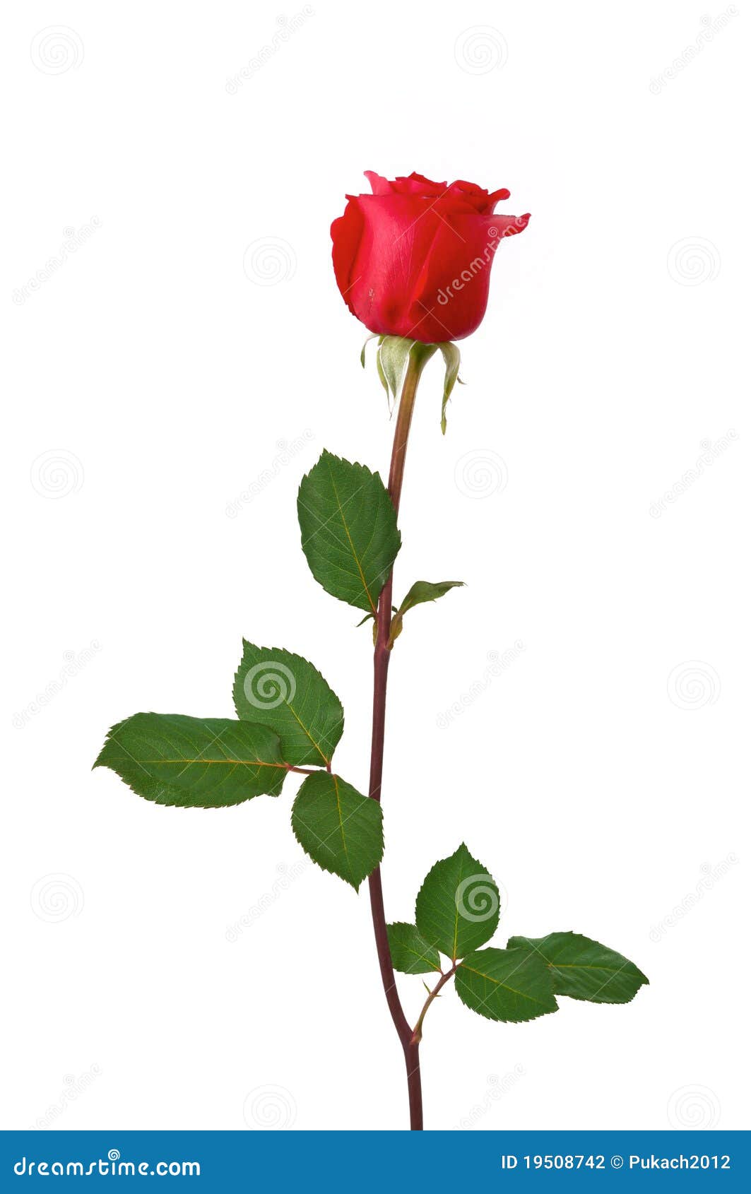 Single Dark Red Rose Isolated on White Stock Photo - Image of bright ...