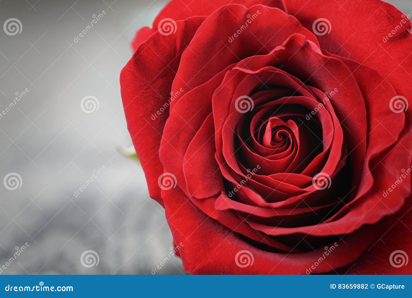 Single Dark Red Rose on Wood Background Stock Photo - Image of romantic ...