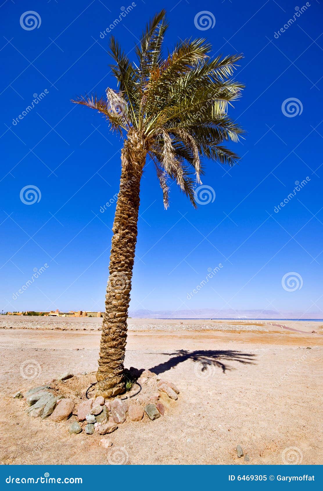 Single Date Palm stock image. Image of growing, blue, green - 6469305