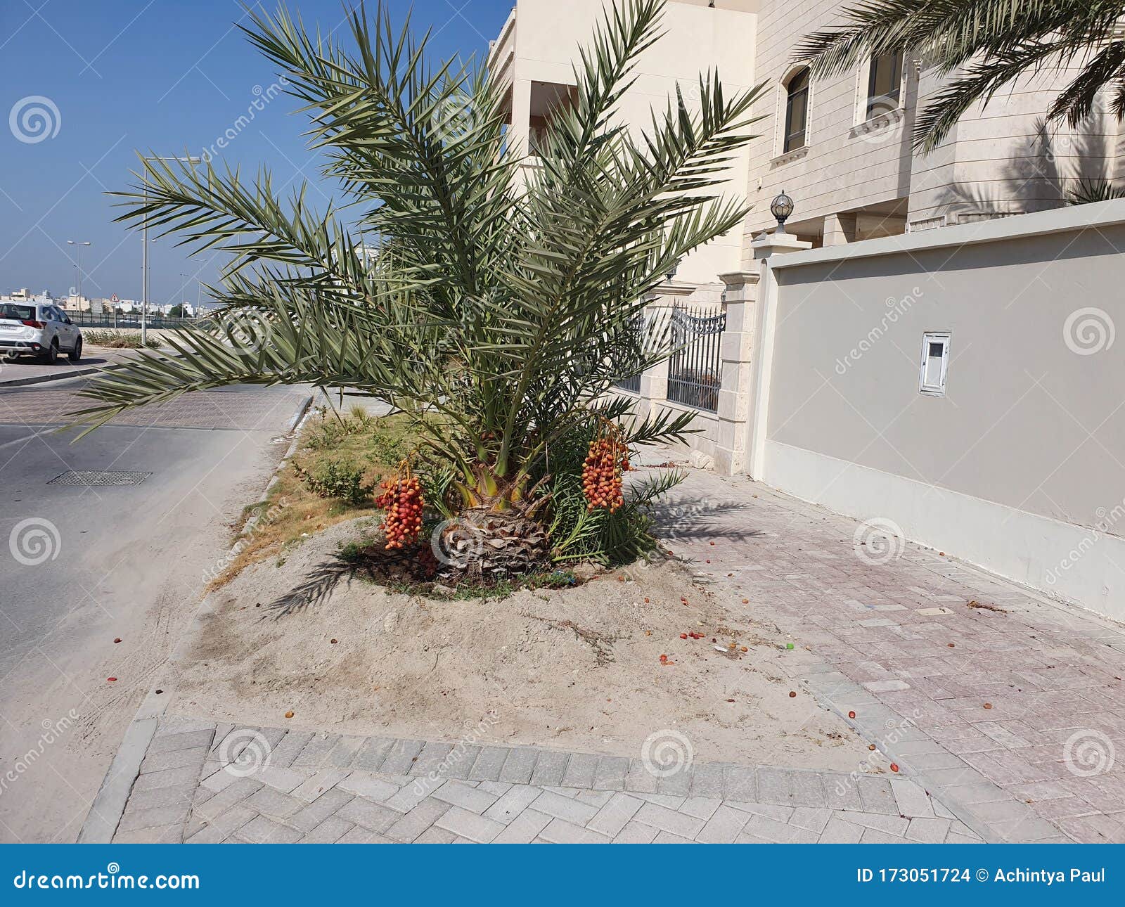 Single Date Tree of Baharain at Home Stock Photo - Image of froots ...