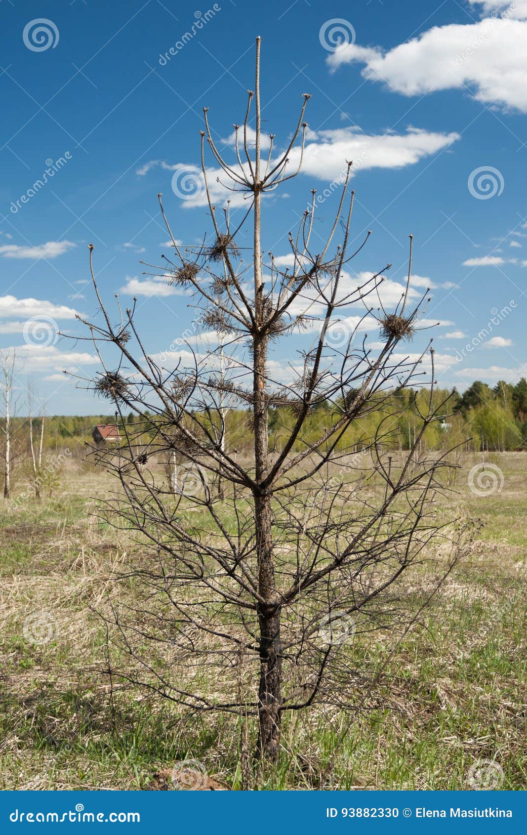 Single Dead Burnt Young Pine Tree. Stock Photo - Image of single ...