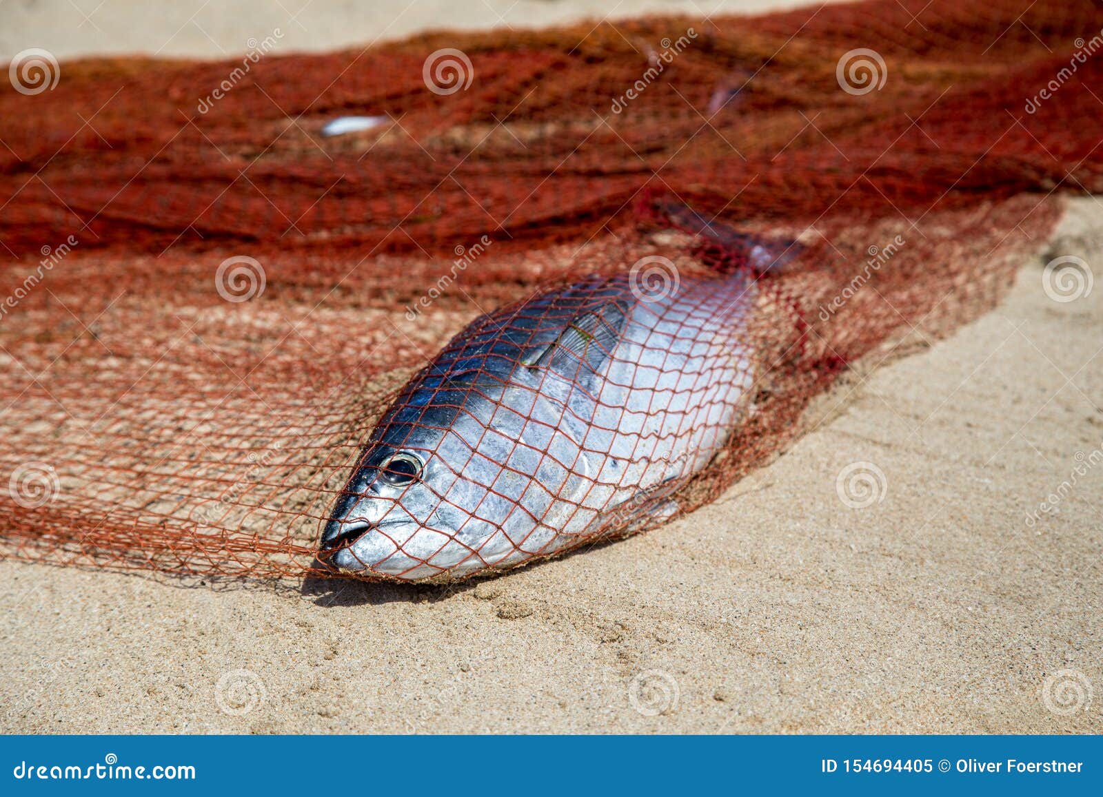 Single dead fish in a net stock image. Image of nature - 154694405 Single dead fish in a net stock image. Image of nature - 154694405