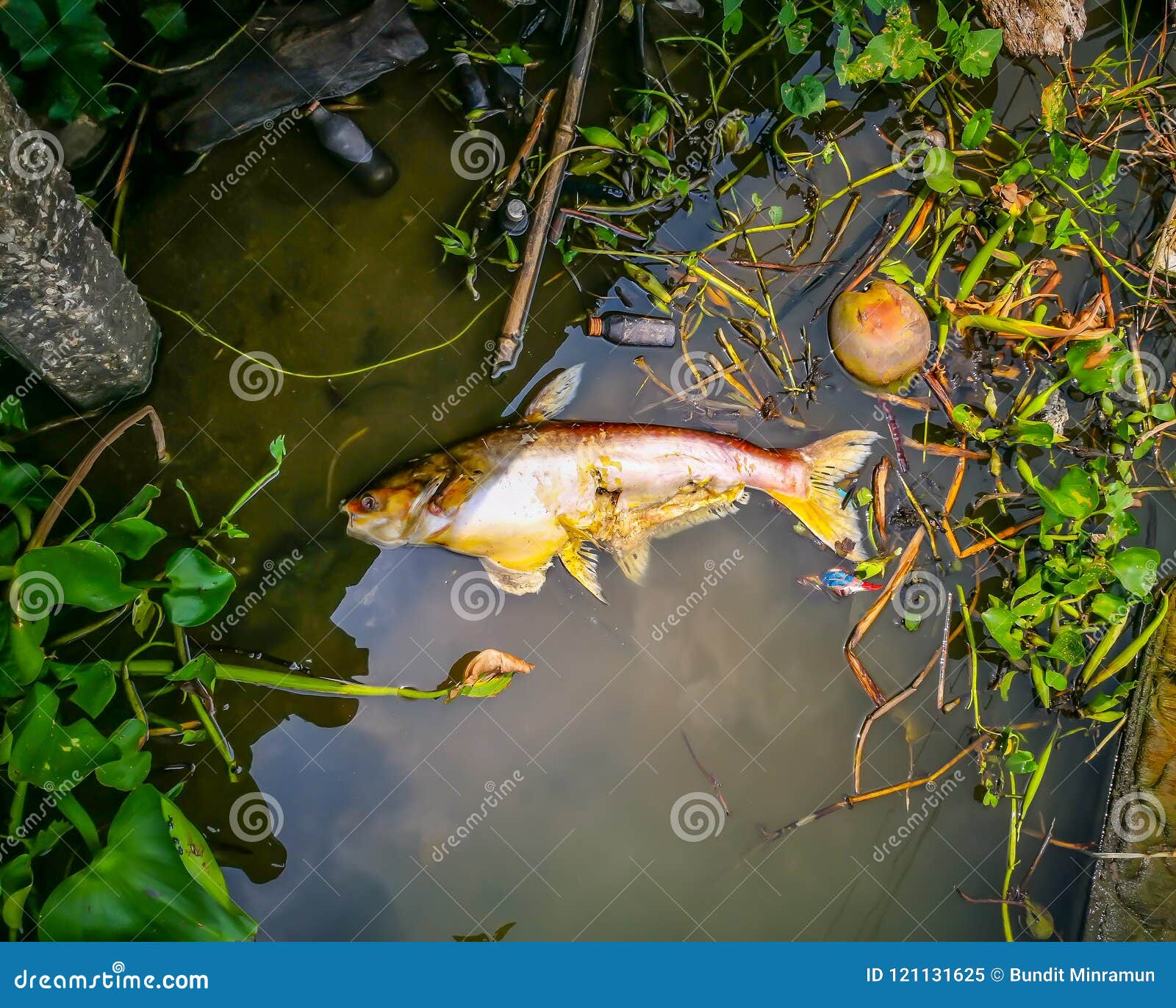 Rotten Fish Royalty-Free Stock Image | CartoonDealer.com #15351796
