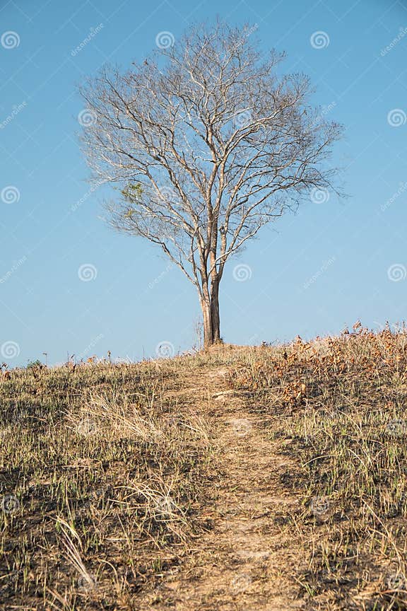 Single dead tree stock image. Image of environment, background - 37202067