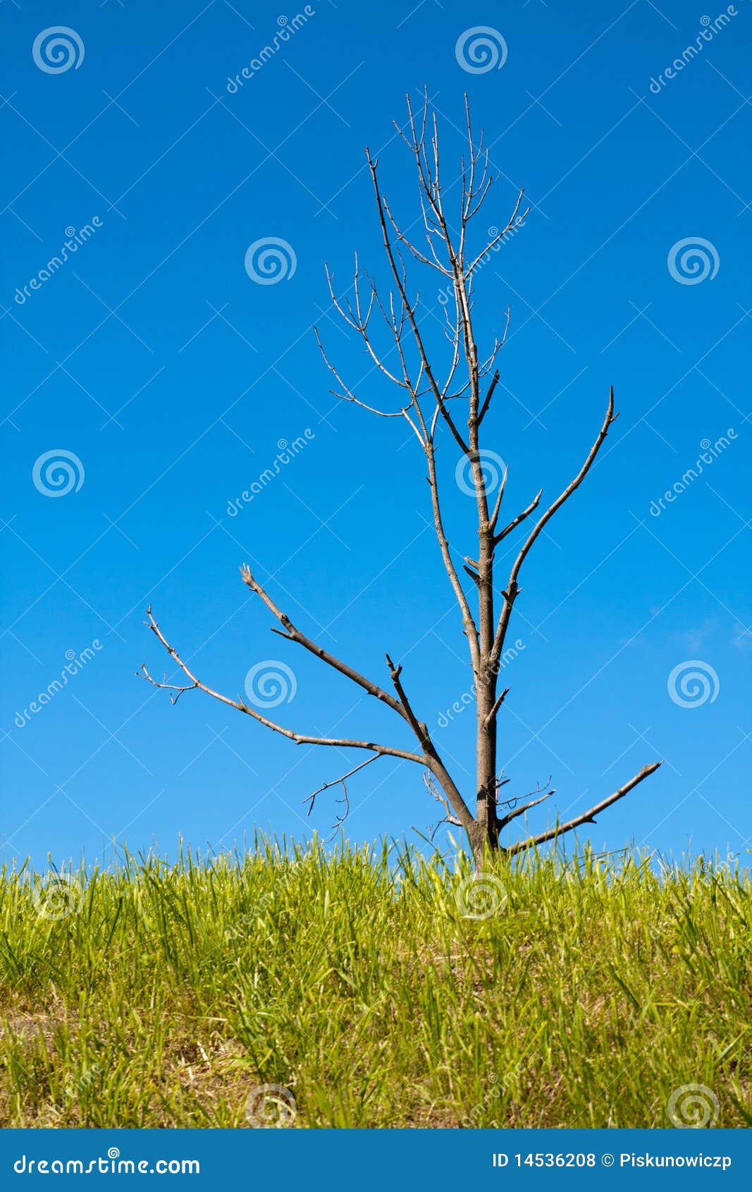 Single Dead Tree on Blue Sky Stock Photo - Image of tree, meadow: 14536208