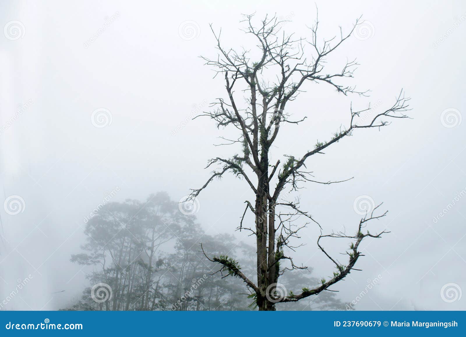 Single Dead Tree Standing In Empty Field With Electric Columns In ...