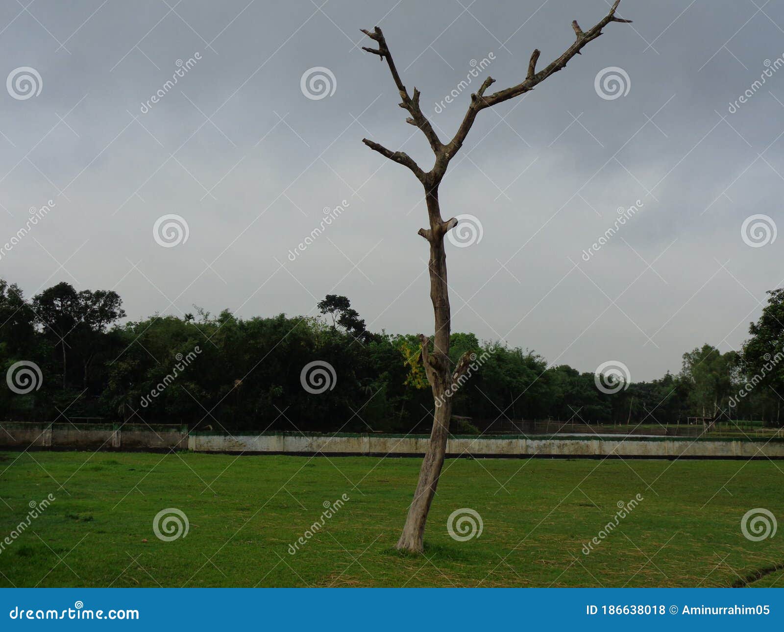 Single Dead Tree Isolated without Leaves Stock Photo - Image of forest ...