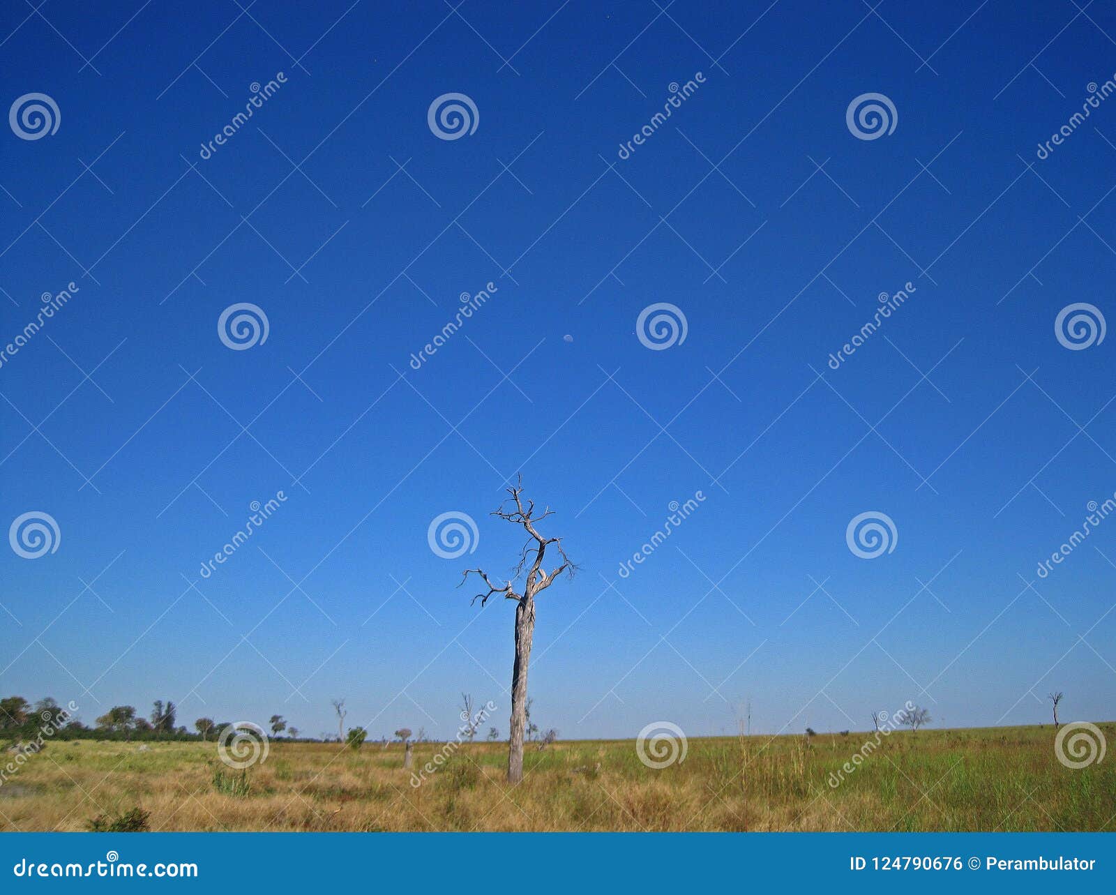 SINGLE DEAD TREE in the MABABE DEPRESSION in BOTSWANA Stock Photo ...