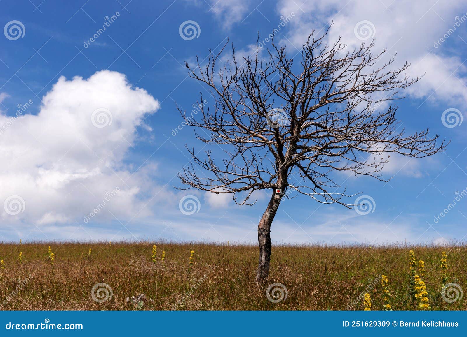 Single Dead Tree in the Meadow Stock Image - Image of cloud, tree ...