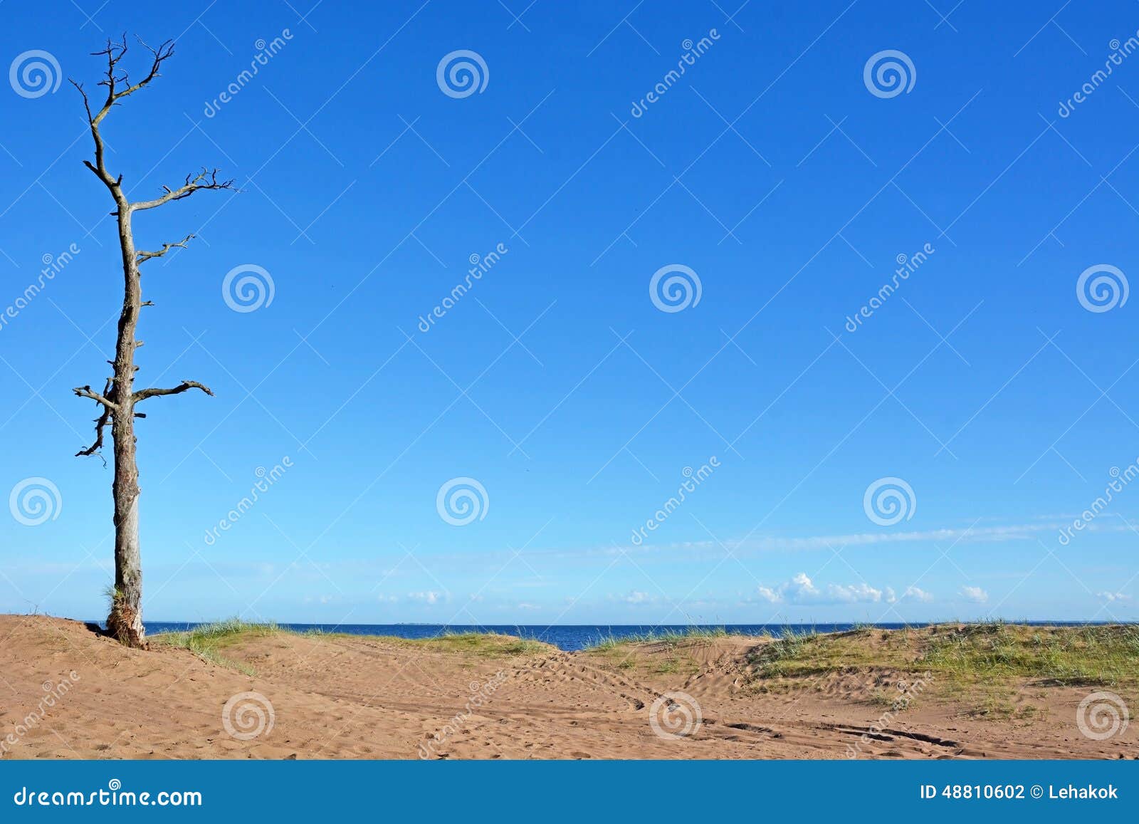 Single dead tree stock photo. Image of dene, scenery - 48810602