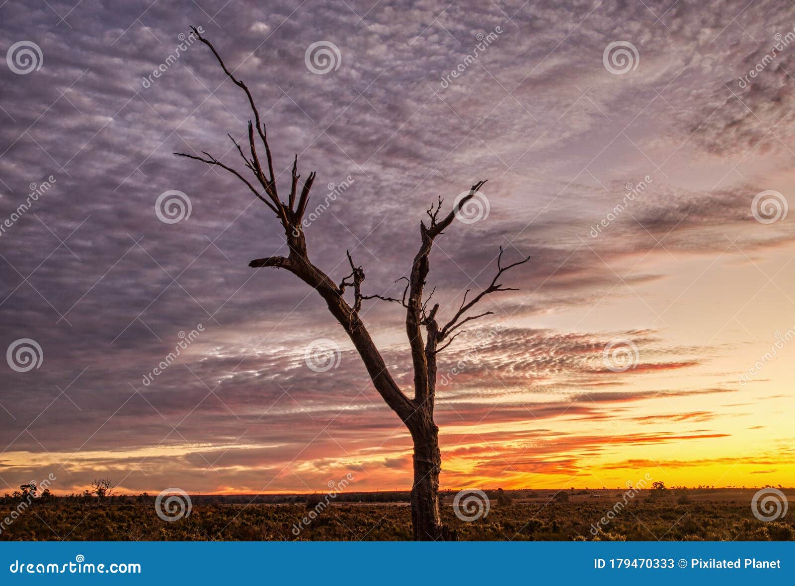 Single Dead Tree Shot at Sunset in South Australia Stock Image - Image ...
