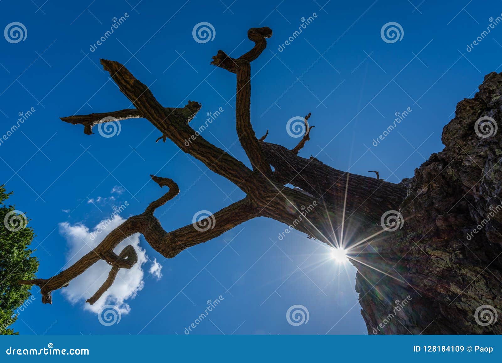 Single dead tree in summer stock image. Image of conservation - 128184109