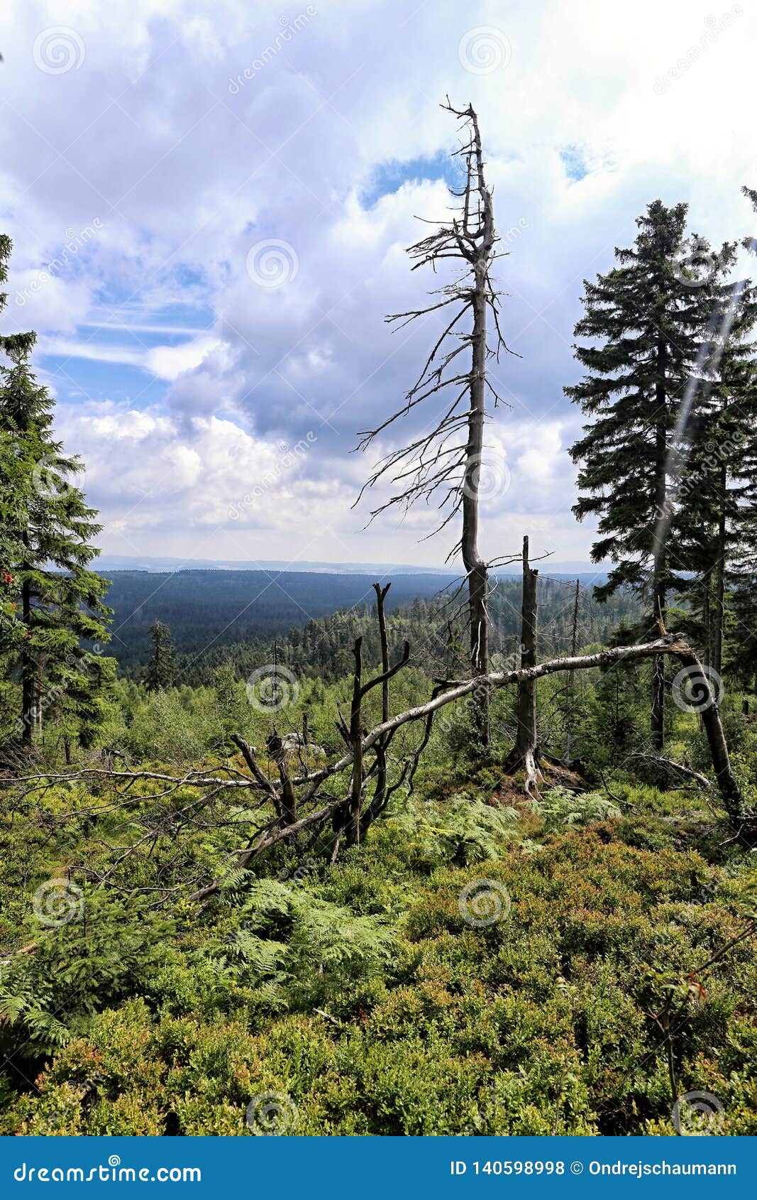 Single Dead Tree on the Top of Mountain Stock Photo - Image of trunk ...