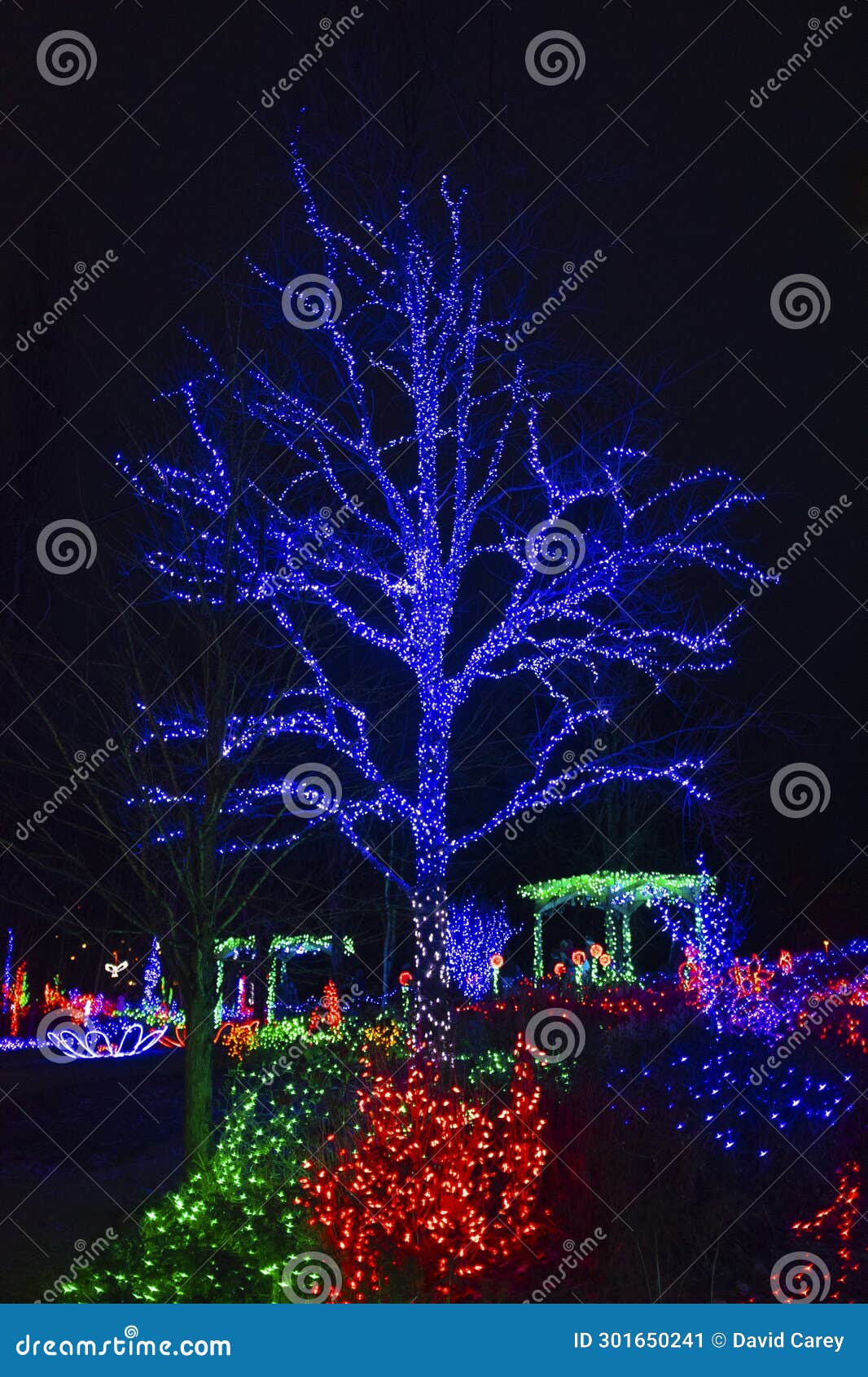 Single Deciduous Tree Covered in Christmas Lights Stock Image - Image ...