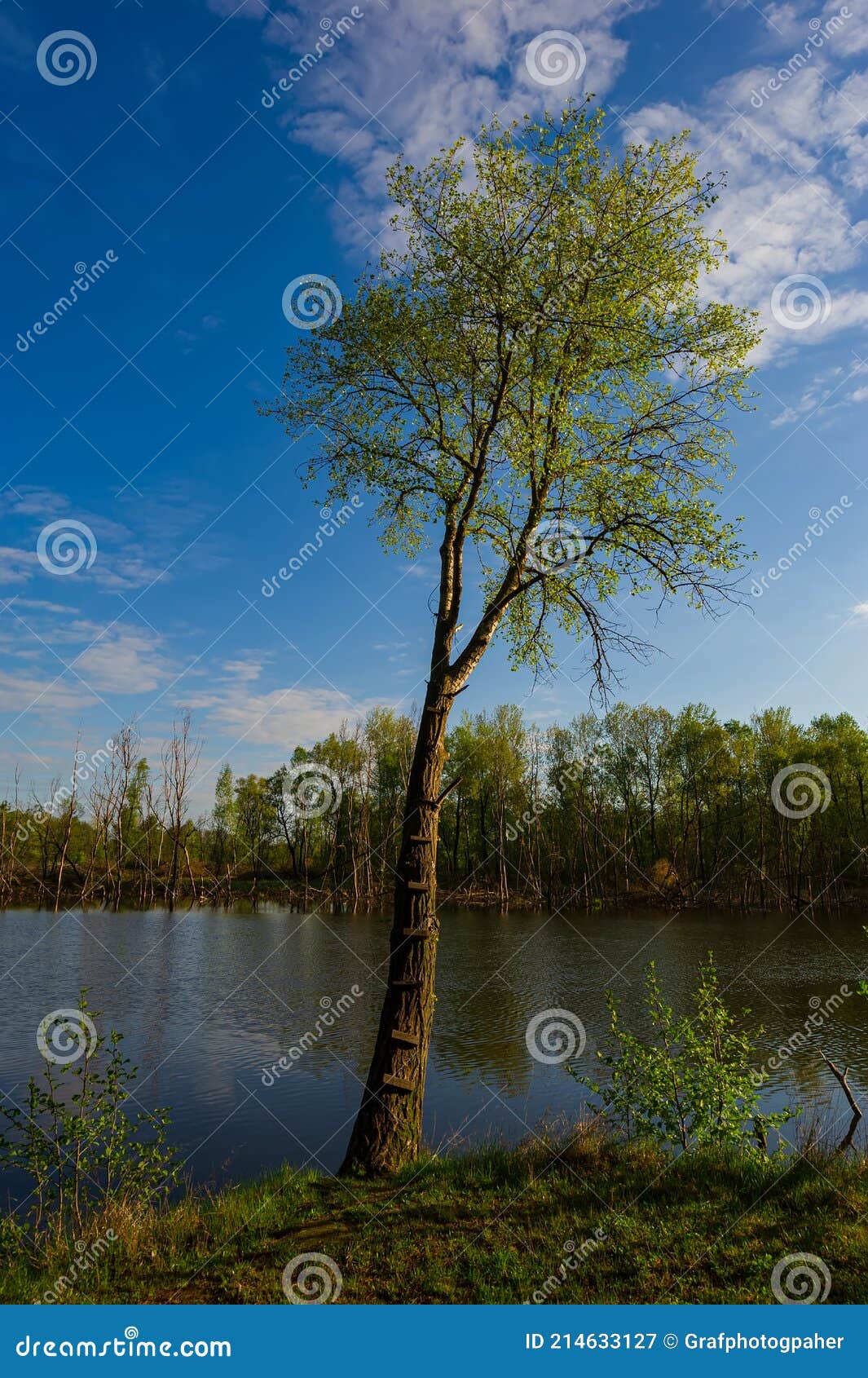 Single Deciduous Tree on the River Bank in the Morning Stock Image ...