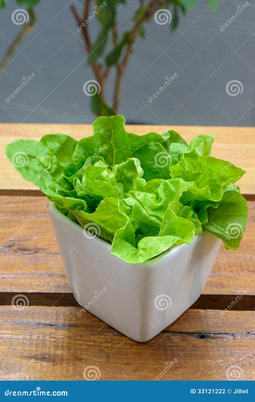 Single Deco Green Vegetable Lettuce Stock Photo - Image of food, farm ...