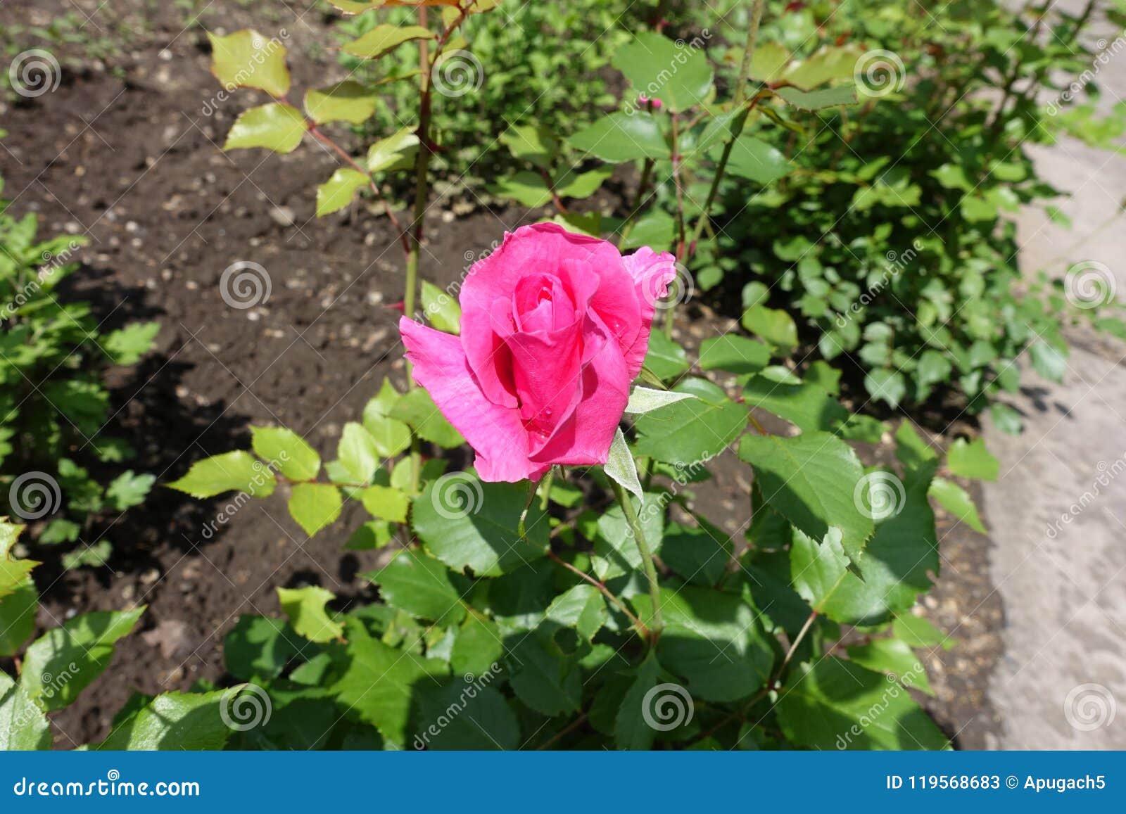 Single Deep Pink Flower of Rose Stock Image - Image of flora, macro ...