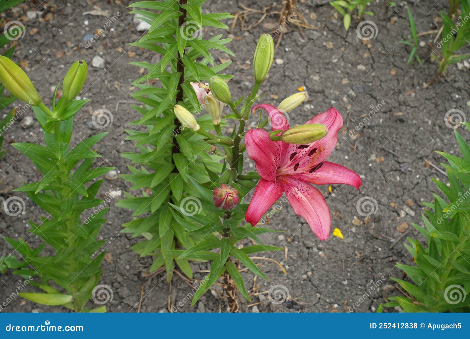 Single Deep Pink Spotted Flower of Lily in June Stock Photo - Image of ...