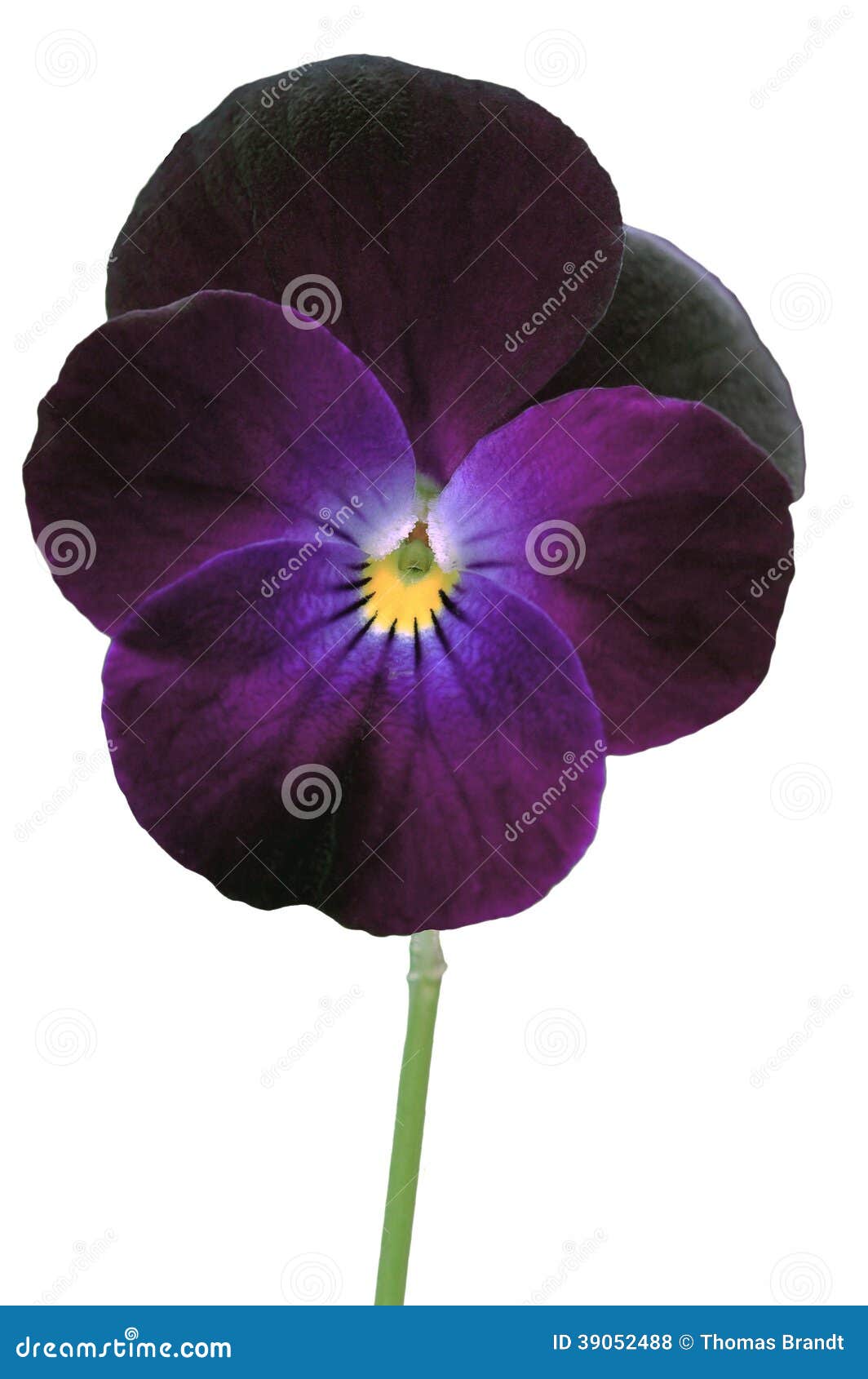 Closeup of a Dark Purple Viola Set Against a White Background Stock ...